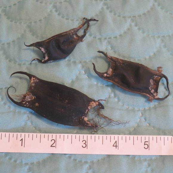 Gifts From The Sea and Other Treasures | Accents | Mermaids Purse Or ...